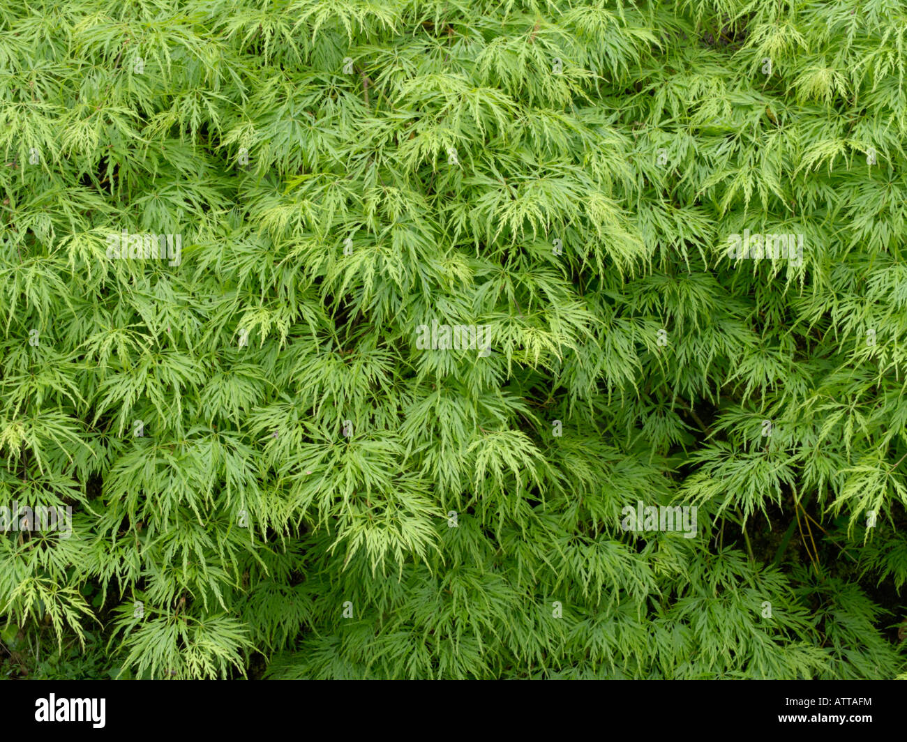 Japanese maple (Acer palmatum 'Dissectum' Stock Photo - Alamy