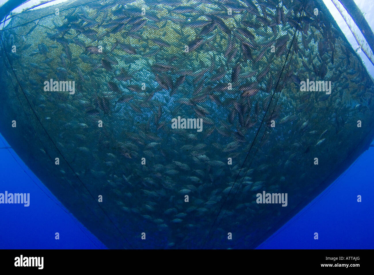 Almaco jack, Seriola rivoliana, in the pen at a fish farm off The Big ...