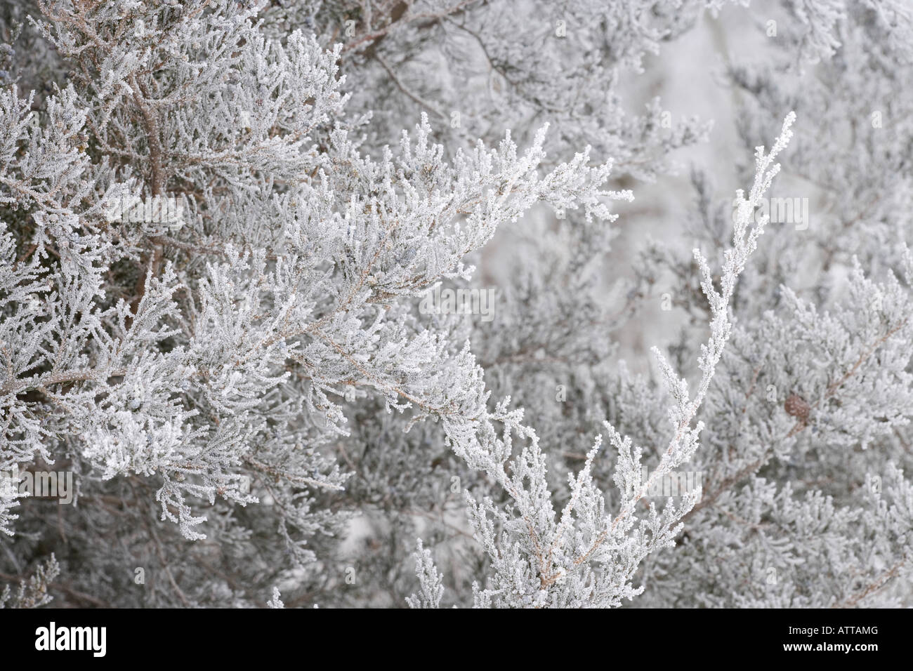 Eastern redcedar juniperus virginiana cardinal hi-res stock photography ...