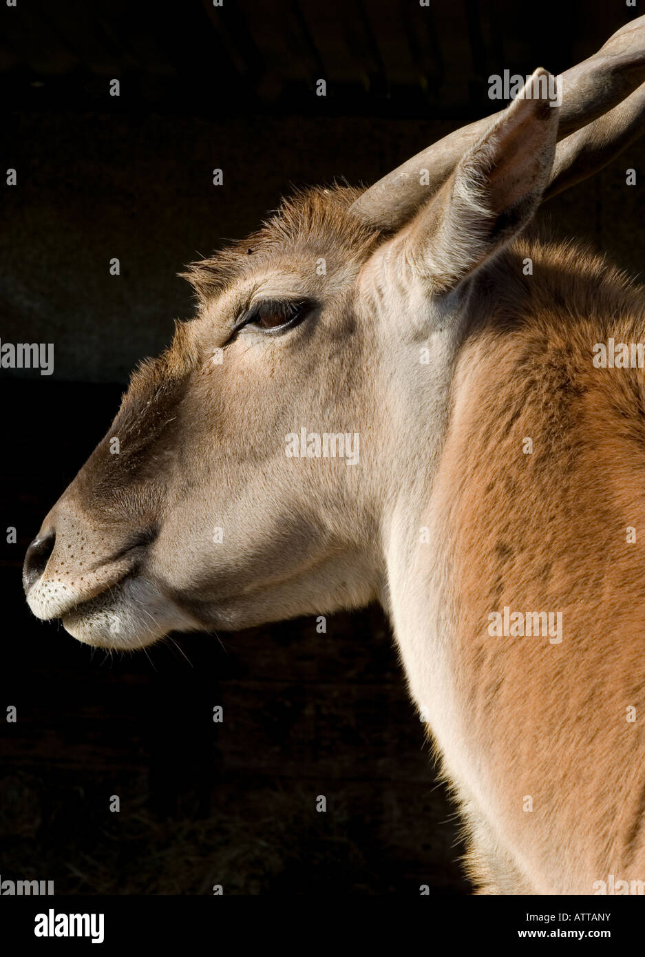 Face of a Male Common Eland Stock Photo - Alamy