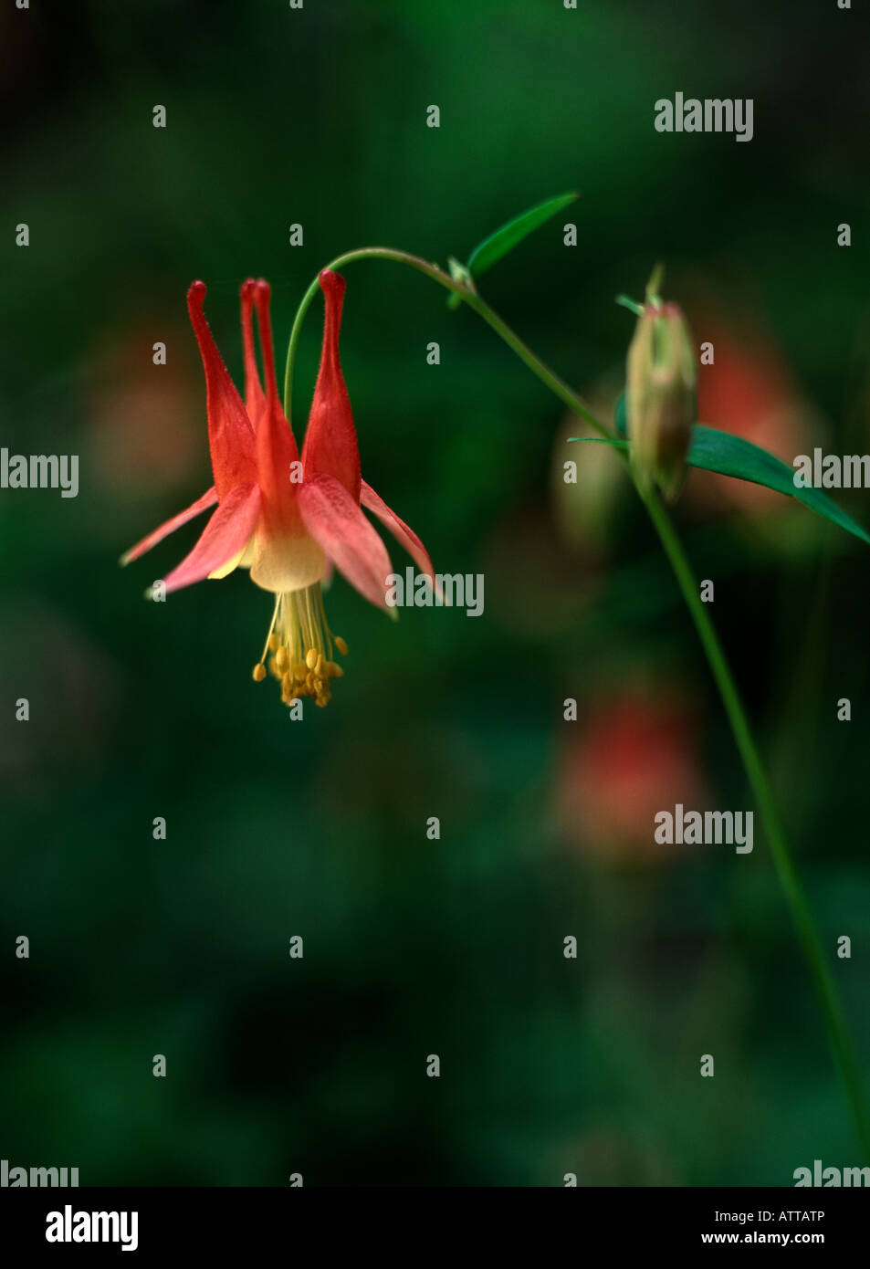 Aquilegia canadensis wild columbine hi-res stock photography and images ...