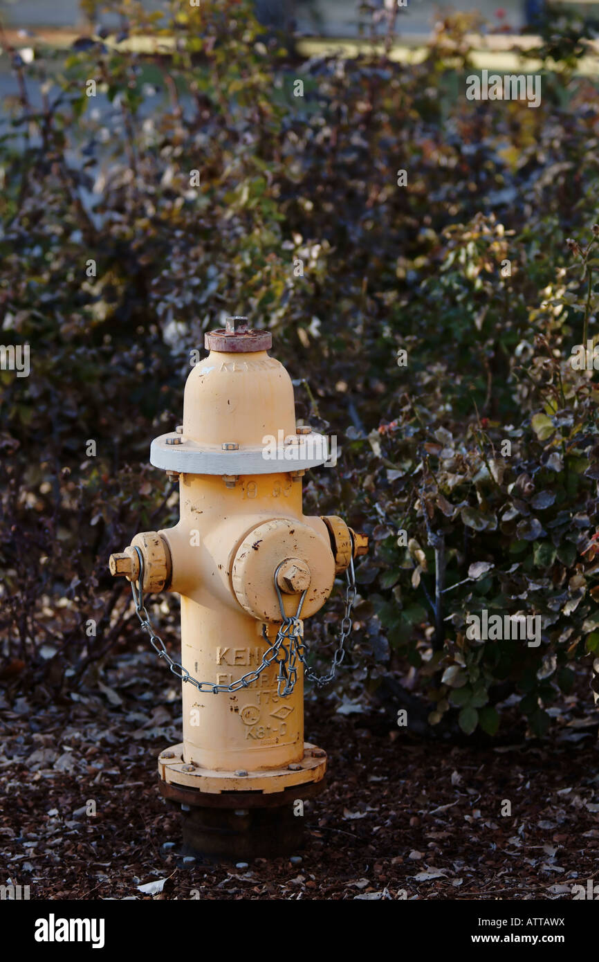 A bright yellow fire hydrant placed by some shrubbery Stock Photo - Alamy