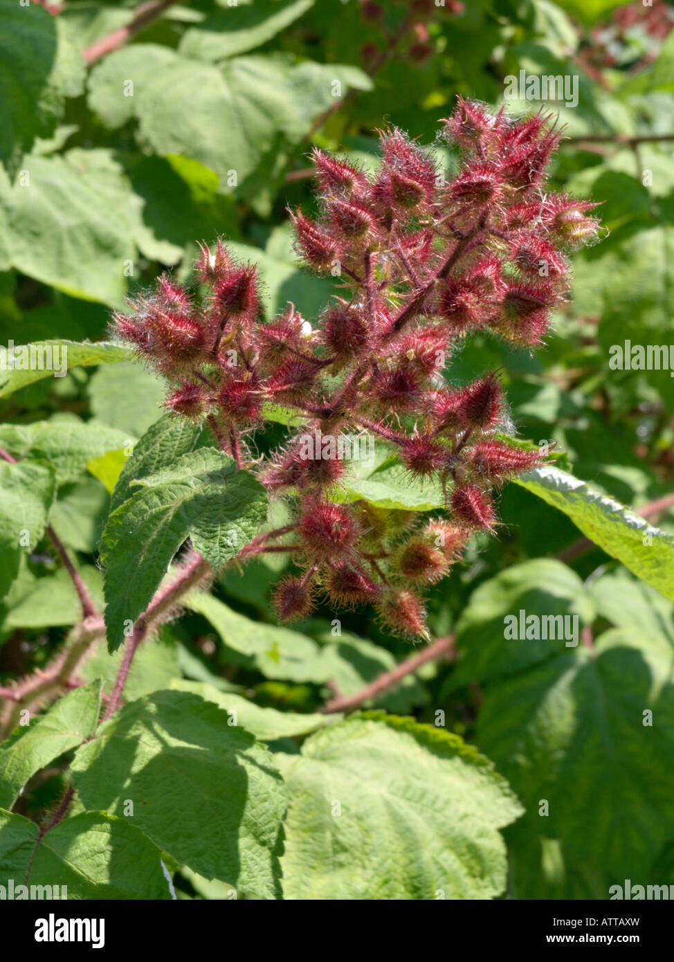 Rubus Phoenicolasius High Resolution Stock Photography and Images - Alamy