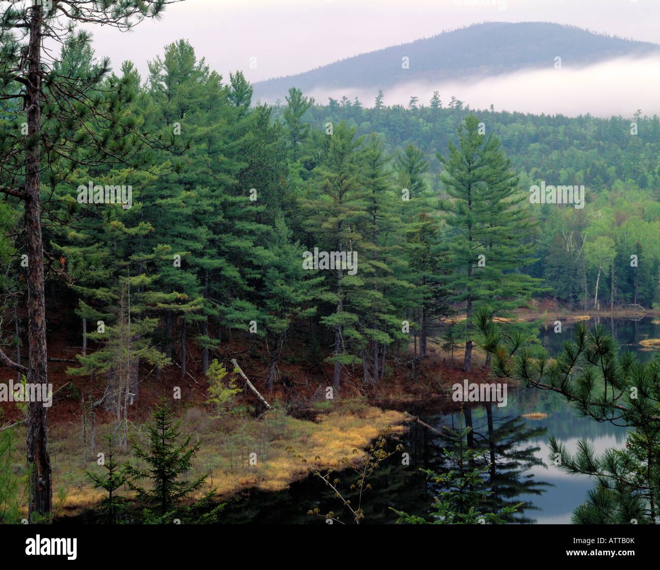 northern conifer forest, Baxter State Park, Maine Stock Photo - Alamy