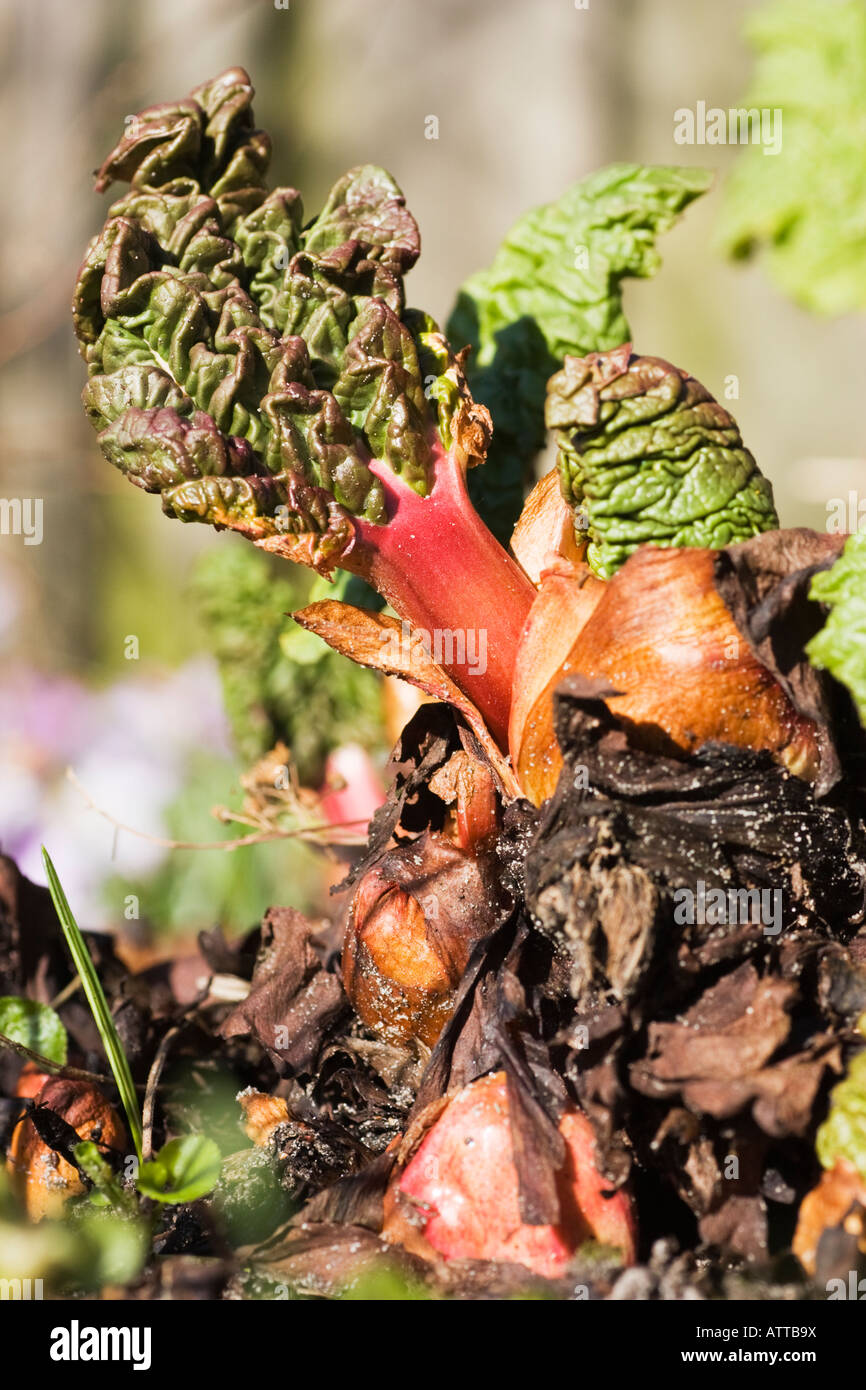 Rhubarb spring emerging hi-res stock photography and images - Alamy