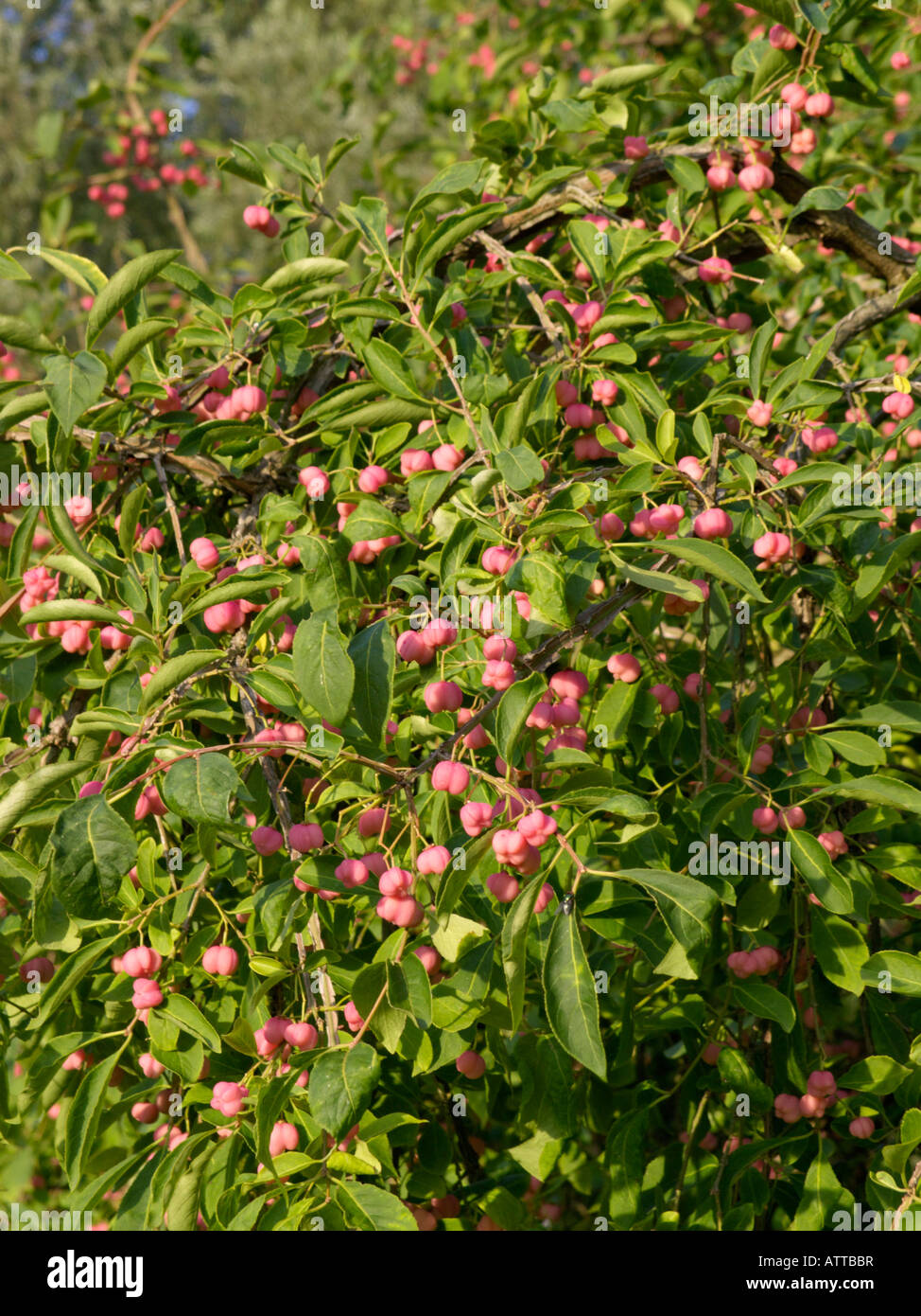 Compact burning bush (Euonymus alatus 'Compactus' Stock Photo - Alamy