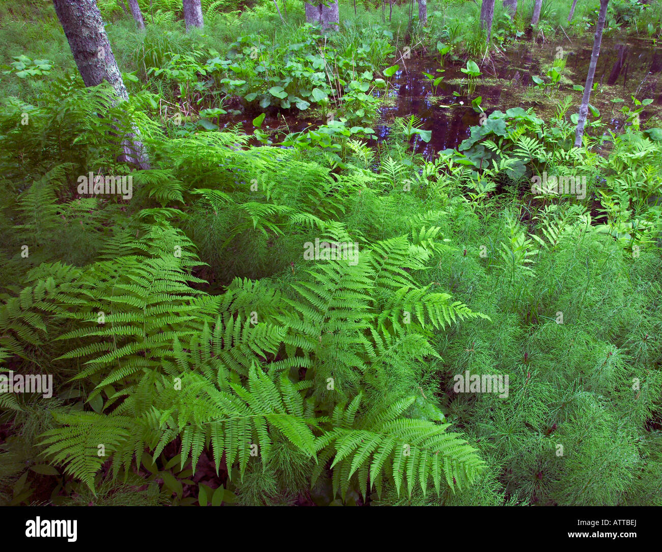 ferns and scouring rush, Savanna State Forest, Minnesota Stock Photo ...