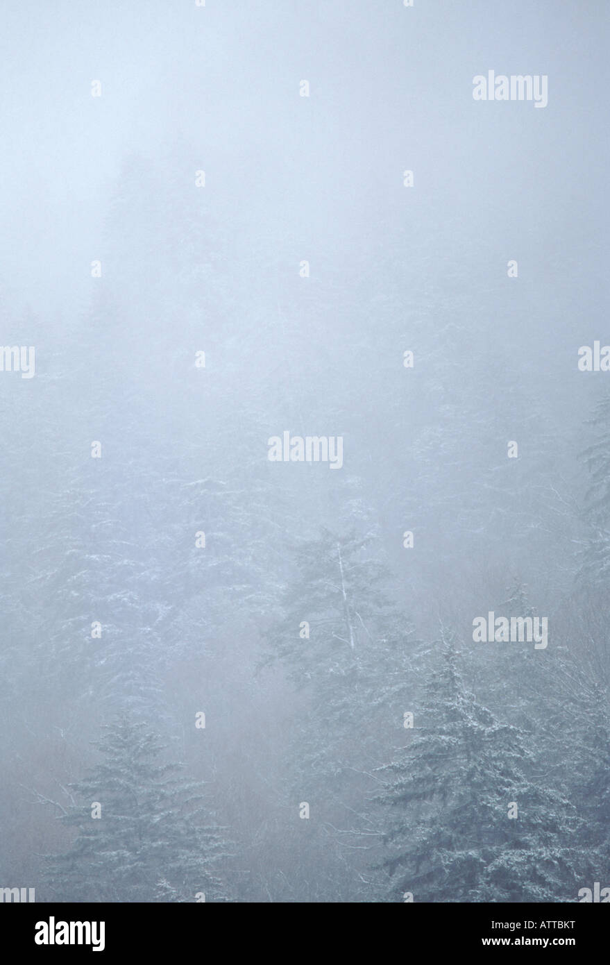 spring snowstorm, Great Smoky Mountains National Park Stock Photo - Alamy