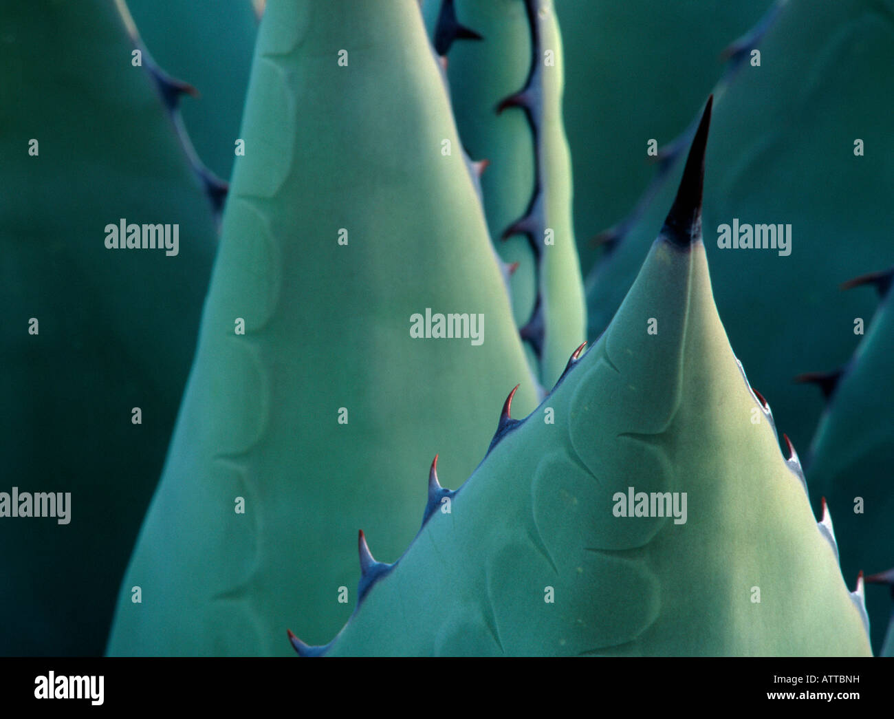 agave, Big Bend National Park, Texas Stock Photo - Alamy