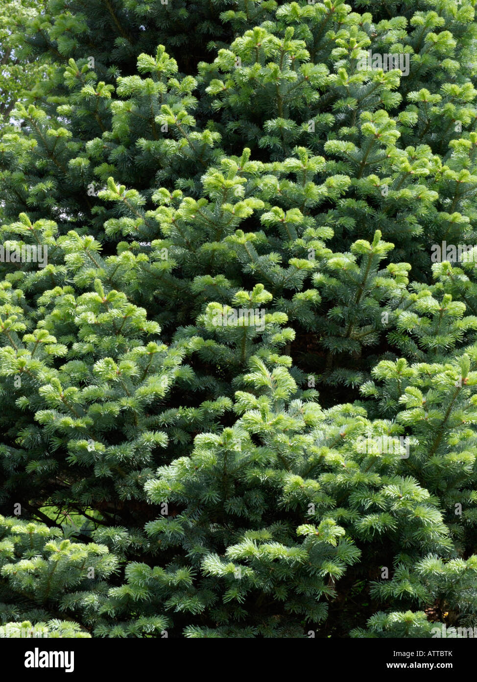 Subalpine to alpine species hi-res stock photography and images - Alamy