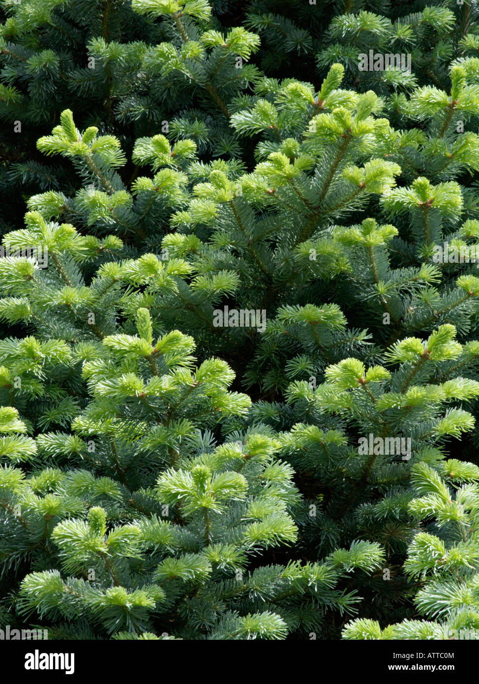 Alpine fir (Abies lasiocarpa Stock Photo - Alamy