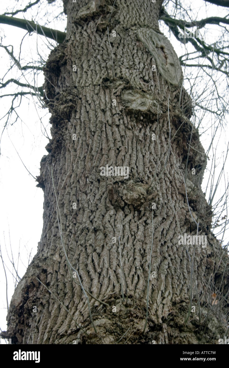 The stem of an ancient oak tree Quercus robur in winter Stock Photo - Alamy