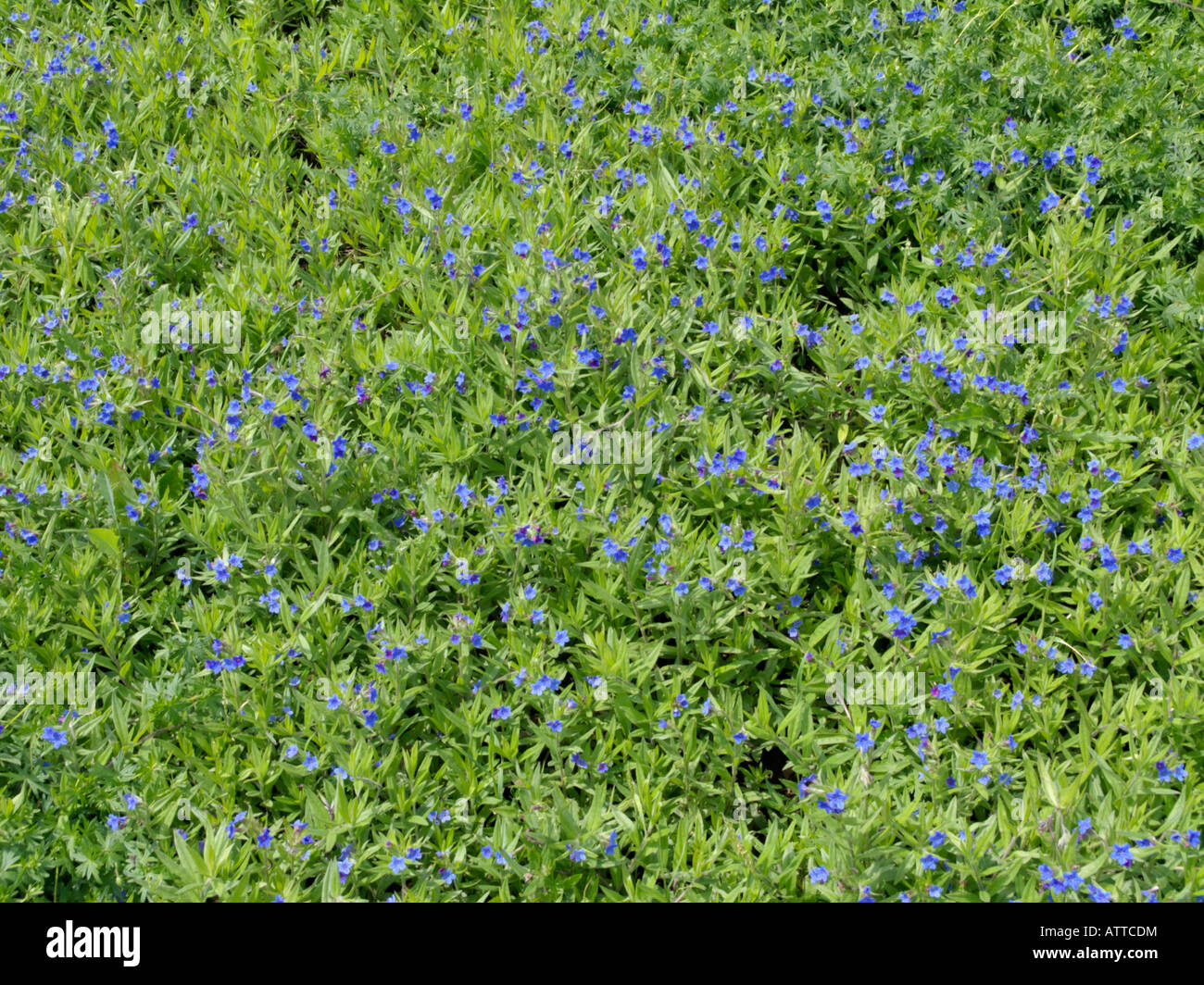 Gromwell plant hi-res stock photography and images - Alamy