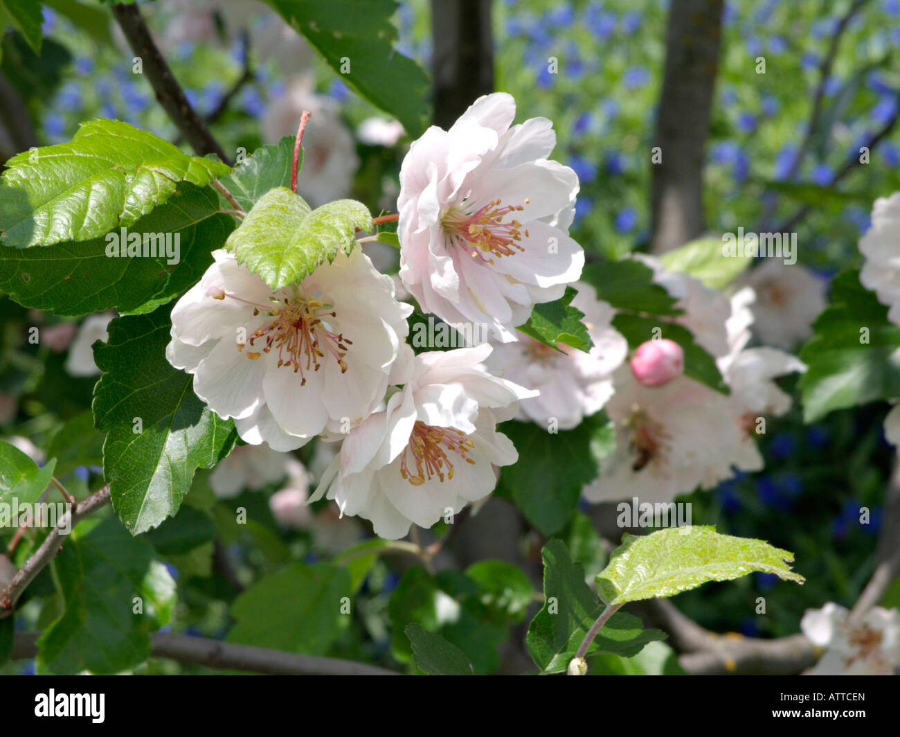 Sweet crab apple (Malus coronaria 'Charlotte' Stock Photo - Alamy