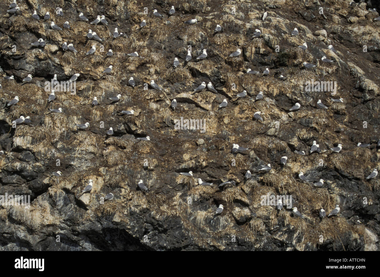 Seabird Nesting Colony of Black-legged Kittiwakes Stock Photo - Alamy