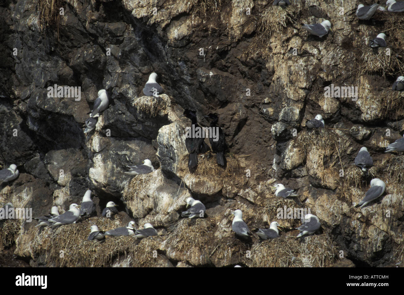 Seabird Nesting Colony, Common Murres, Black-legged Kittiwakes, Pelagic ...