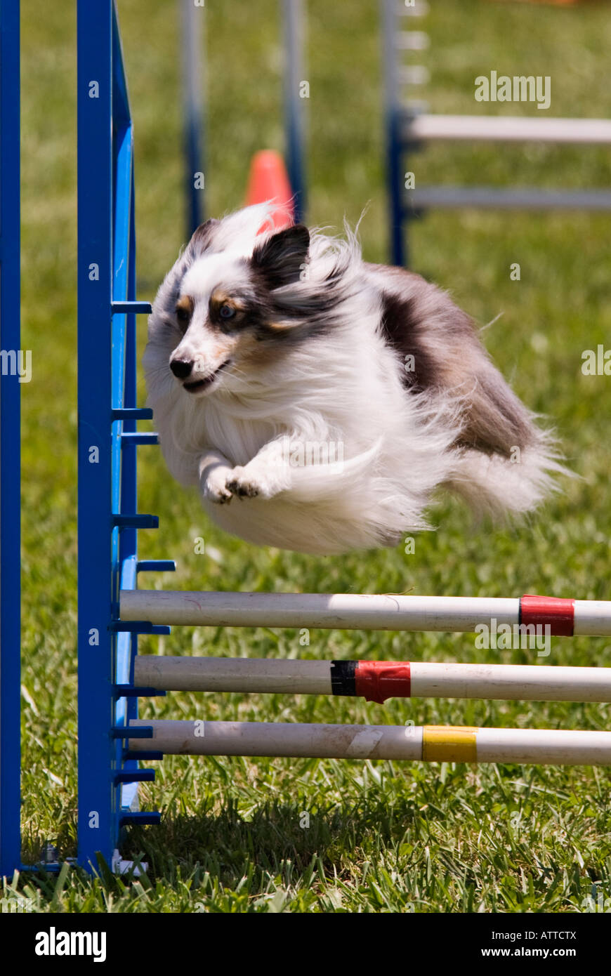 Shetland Sheepdog Jumping Obstacle on Agility Course Corydon Indiana ...