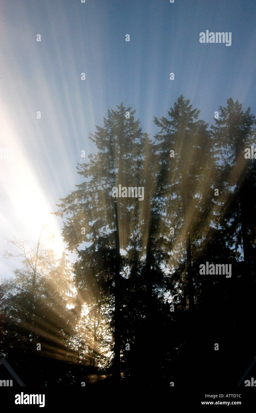Sun rays through the trees Stock Photo - Alamy