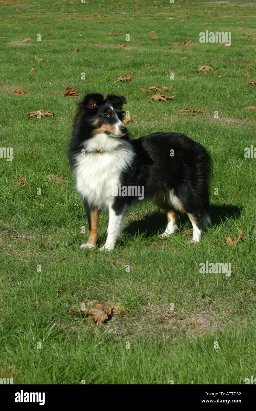 Female Shetland Sheepdog