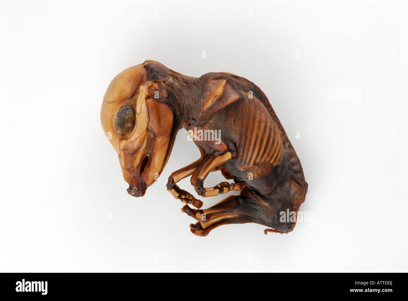 The fetus of a cow that miscarried, embryology Stock Photo - Alamy