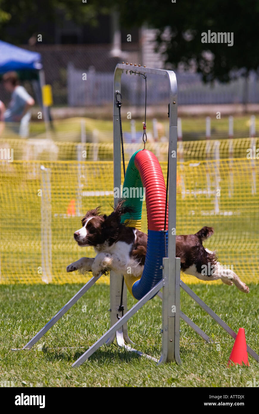 English Springer Spaniel Jumping Through Tire Jump Obstacle on Agility ...