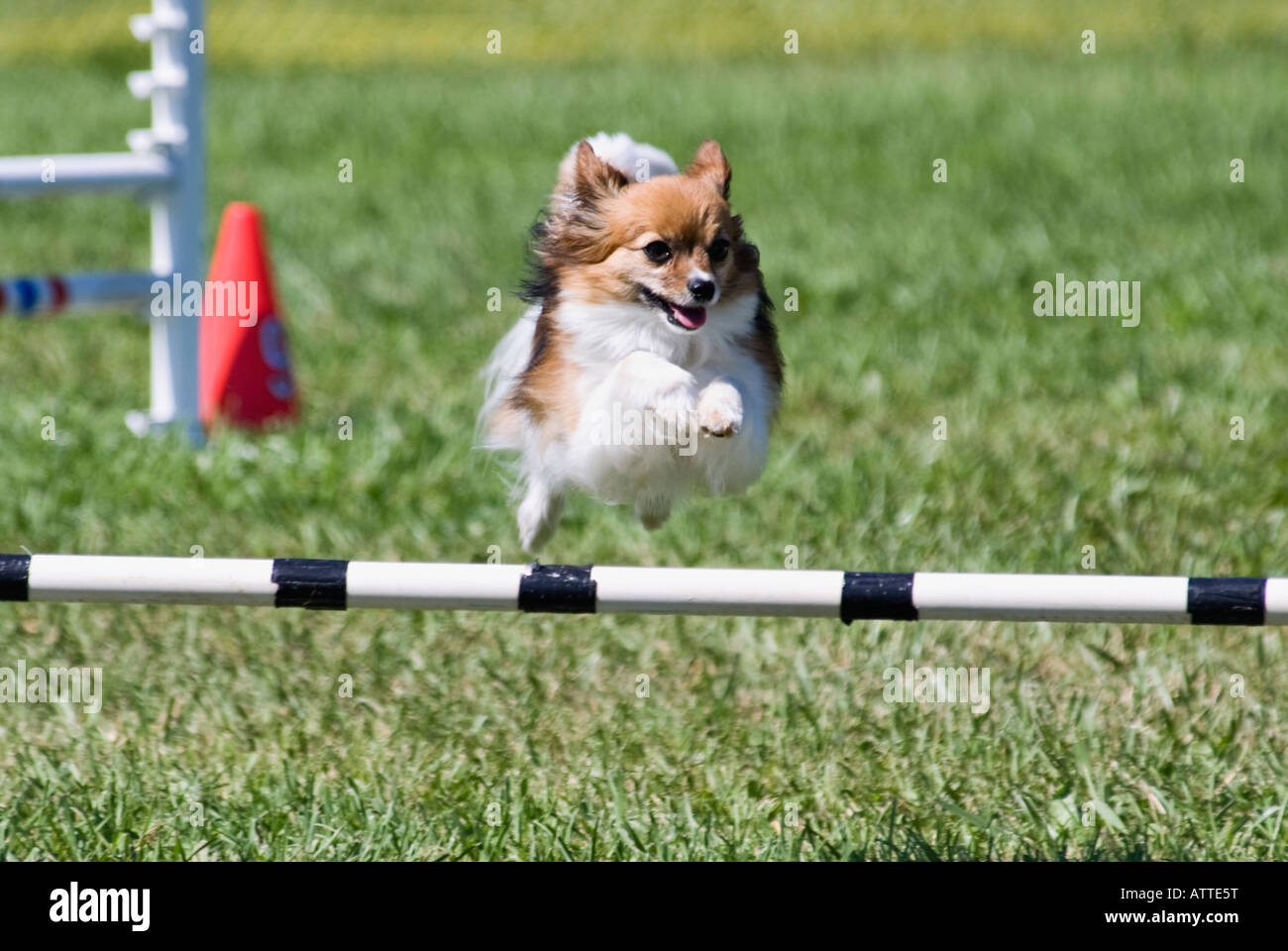 Papillon Dog Agility High Resolution Stock Photography and Images - Alamy