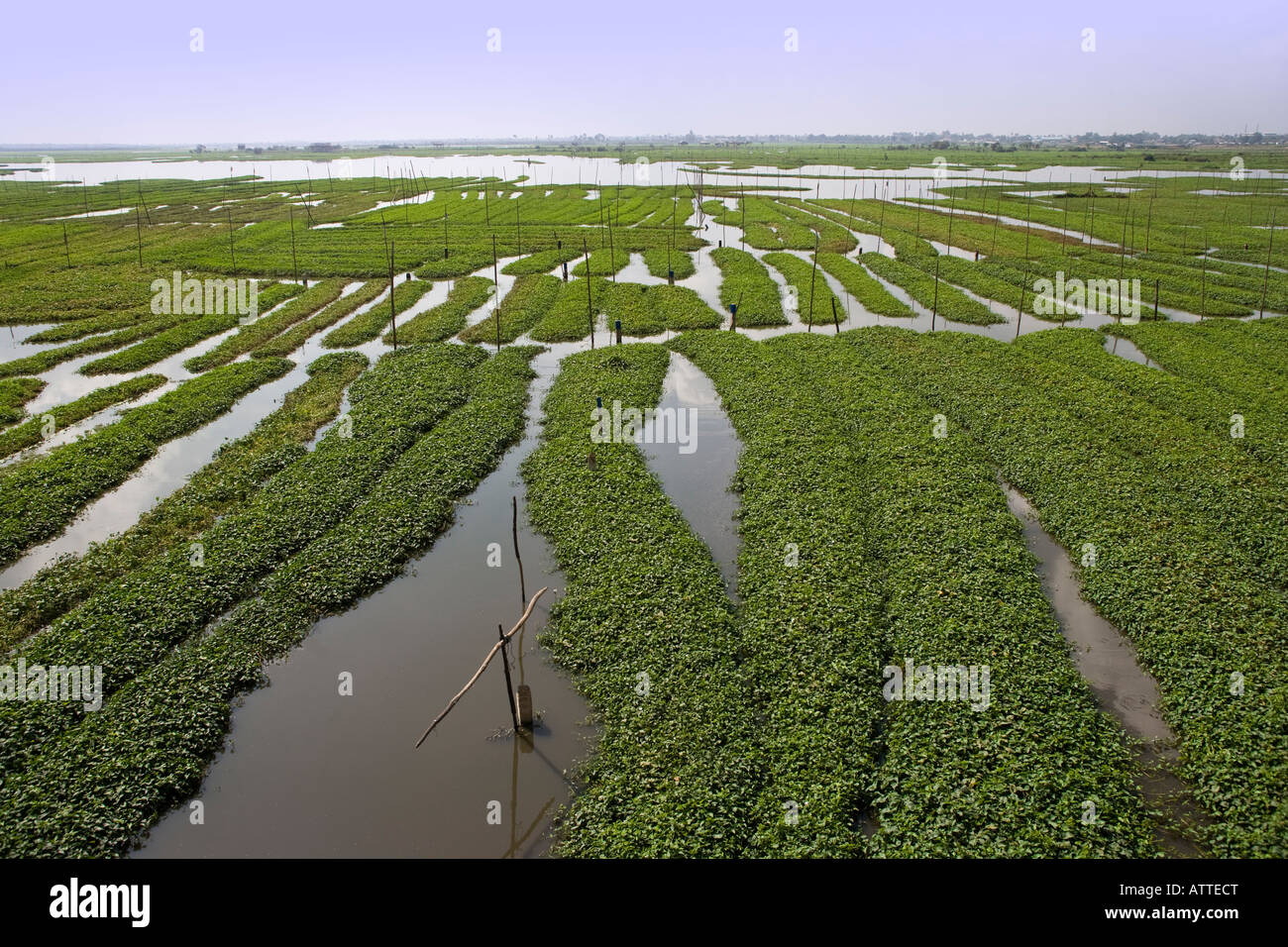 Rice Fields Phnom Penh Cambodia Stock Photo - Alamy
