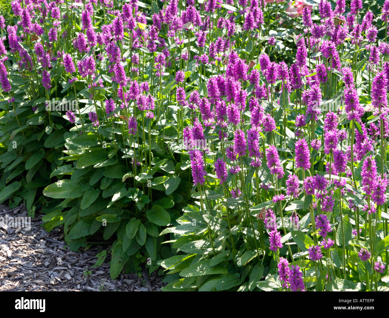 Common betony hi-res stock photography and images - Alamy