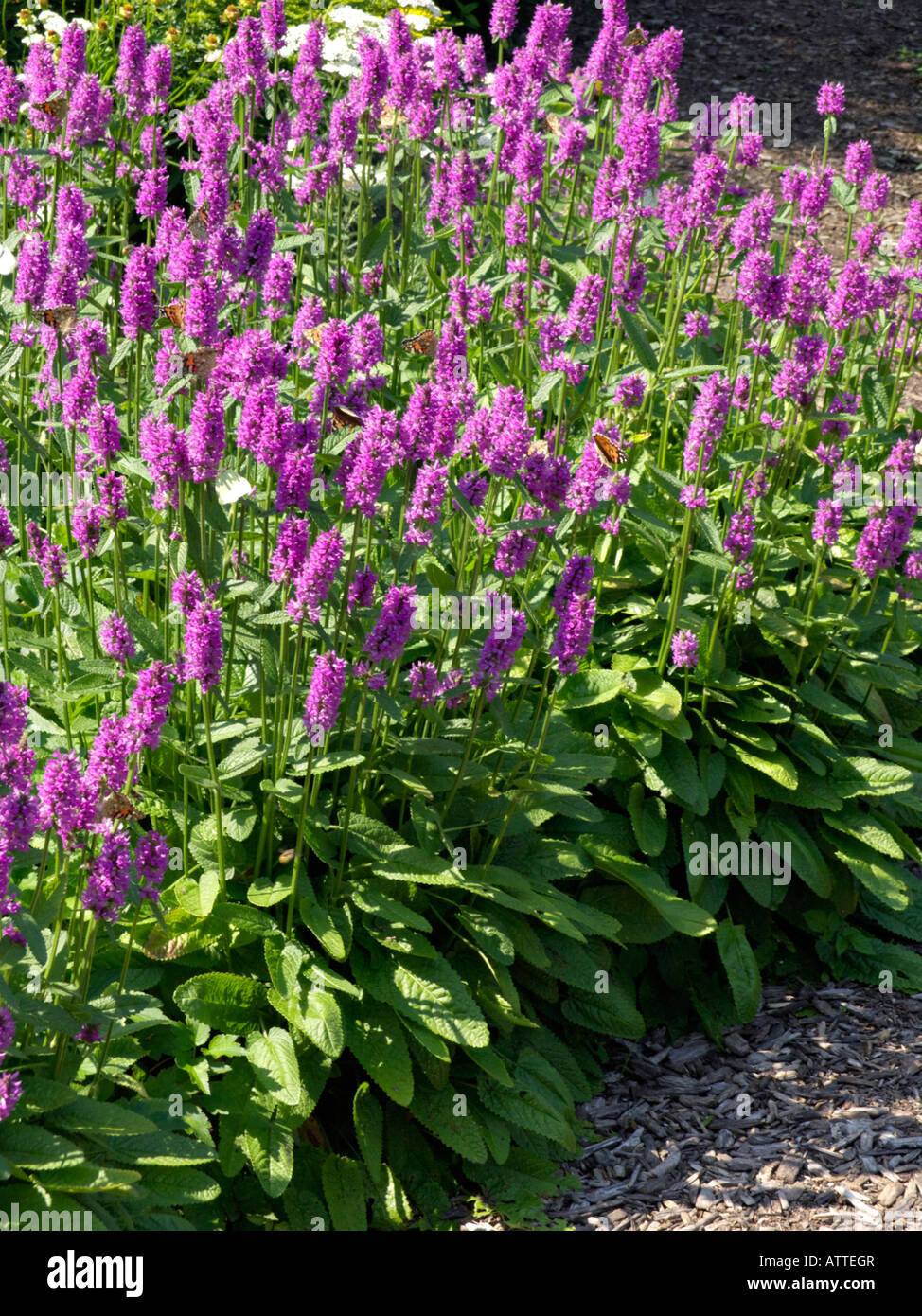Common betony (Stachys monnieri 'Hummelo' Stock Photo - Alamy