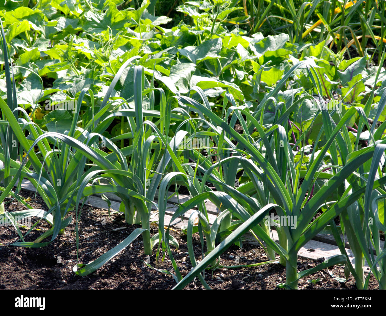 Leeks allium porrum vegetable garden hi-res stock photography and ...