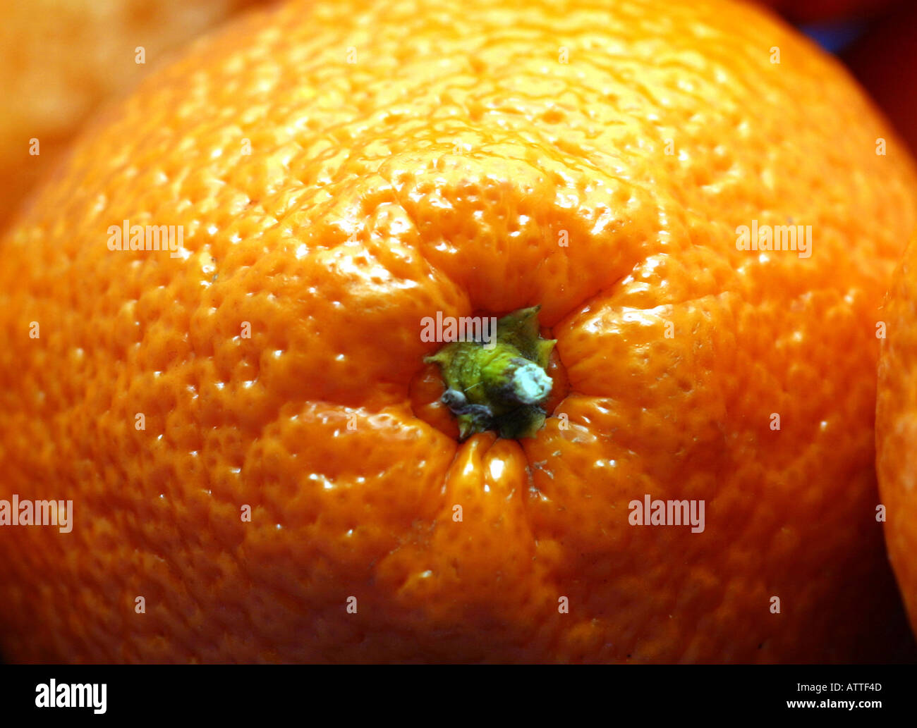 Jaffa citrus tree hi-res stock photography and images - Alamy