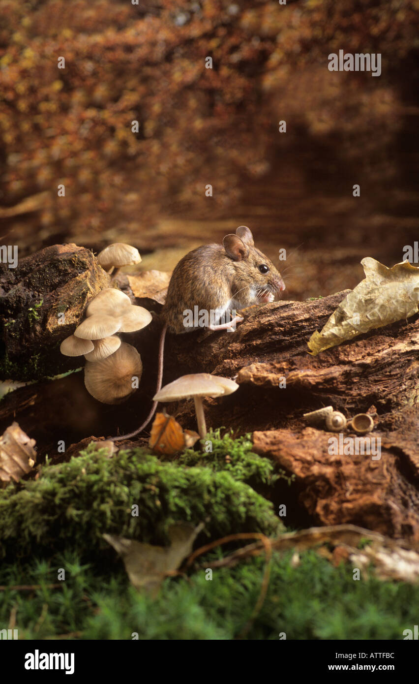 Mouse humorous hi-res stock photography and images - Alamy