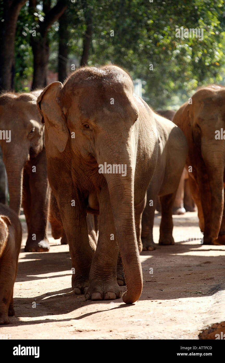 elephants in sri lanka walking down street Stock Photo - Alamy