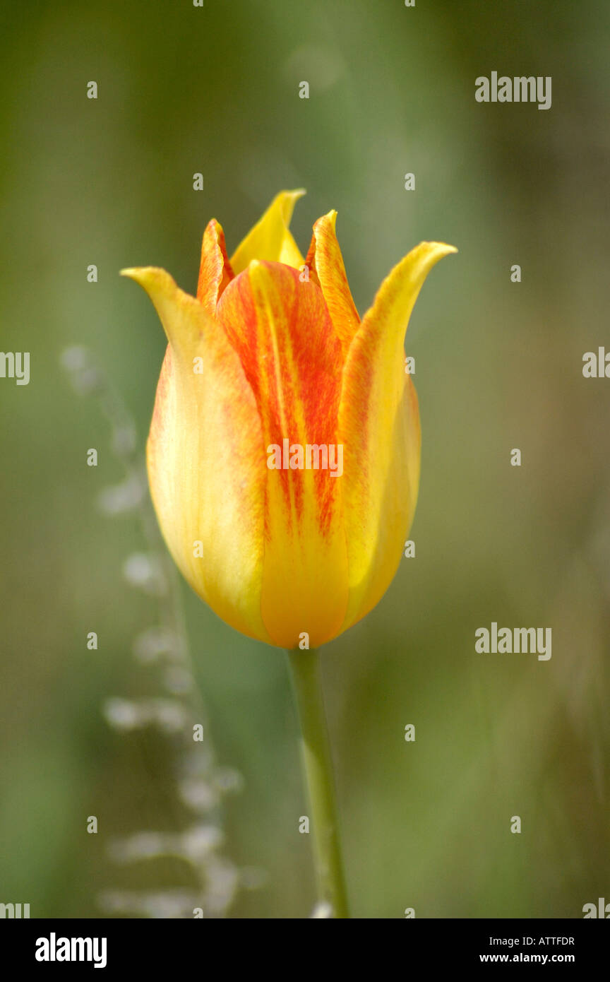 Tulip field Cut Out Stock Images & Pictures - Alamy