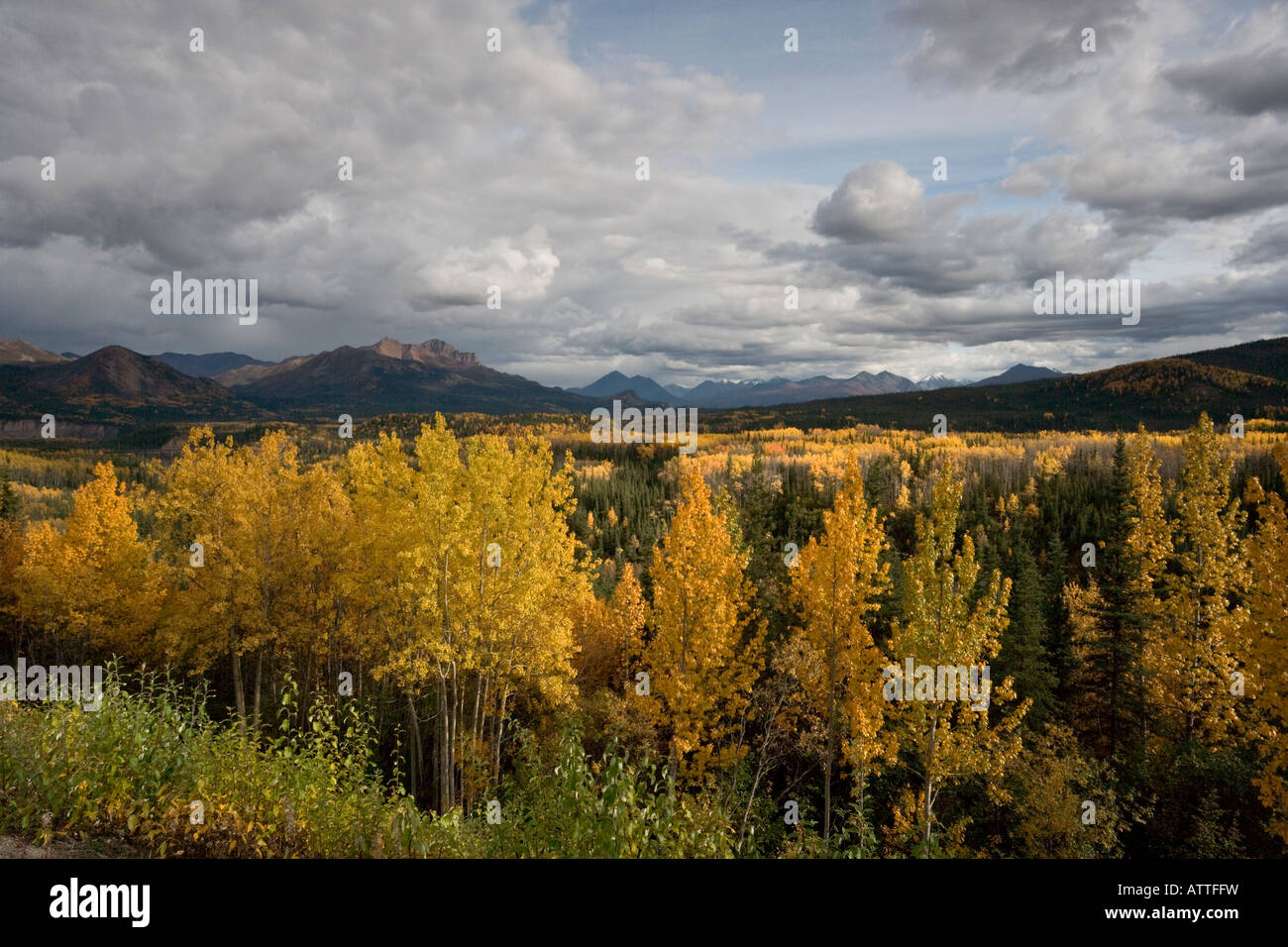 Peak Fall / Autumn colour over the tundra of Denali National Park ...