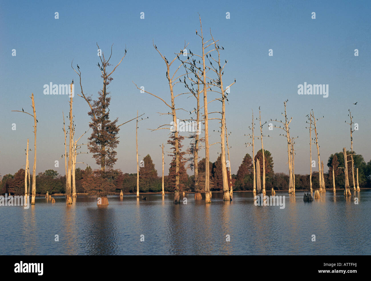 A black cypress swamp in which the trees are covered with nesting ...