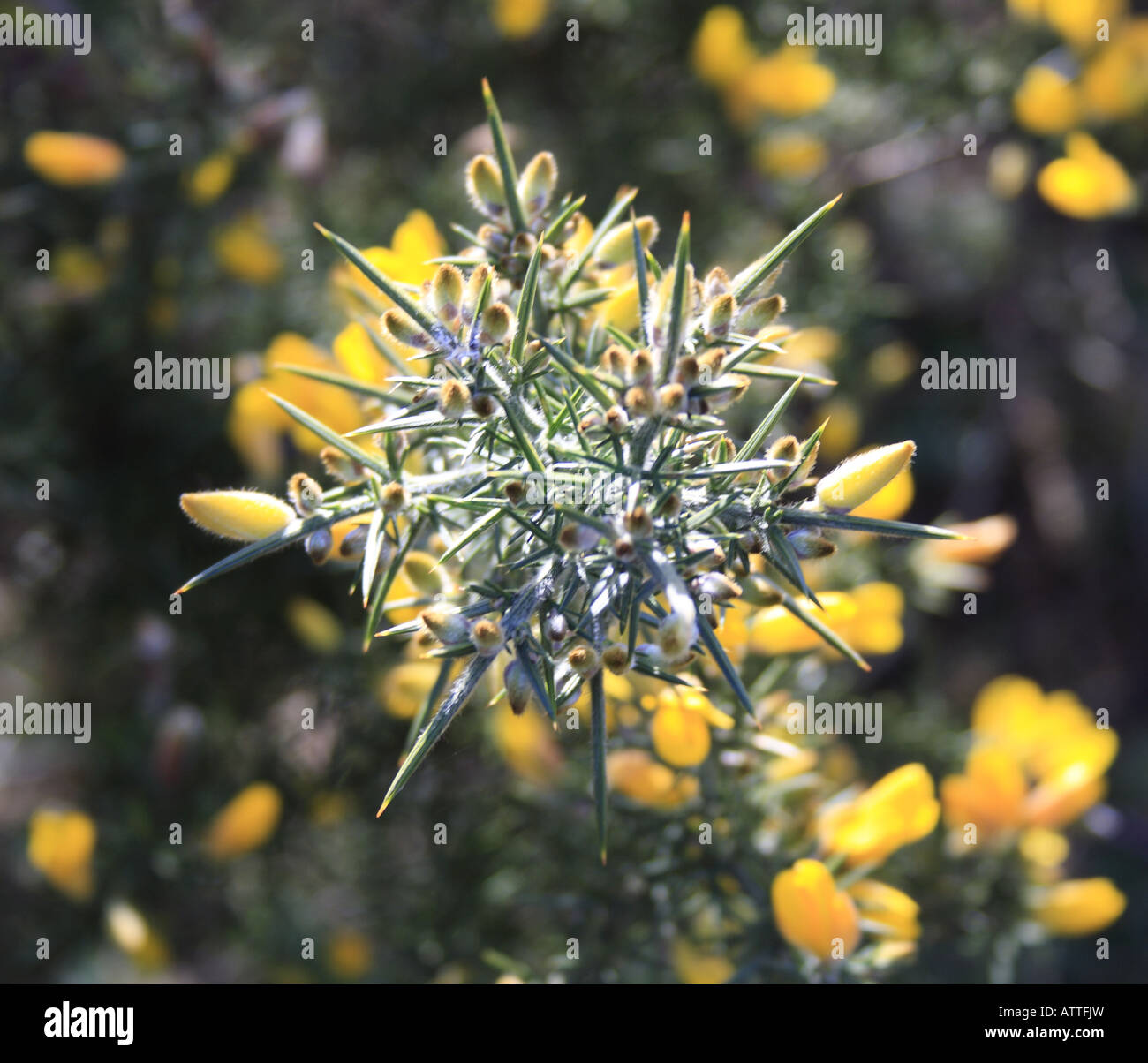 "A close up of a gorse bush in flower in March Stock Photo - Alamy