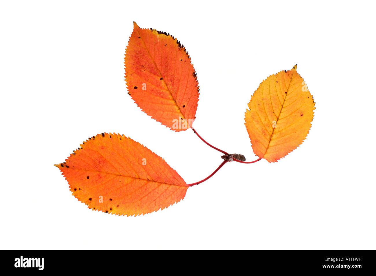 Three autumn leaves isolated on white background Stock Photo - Alamy