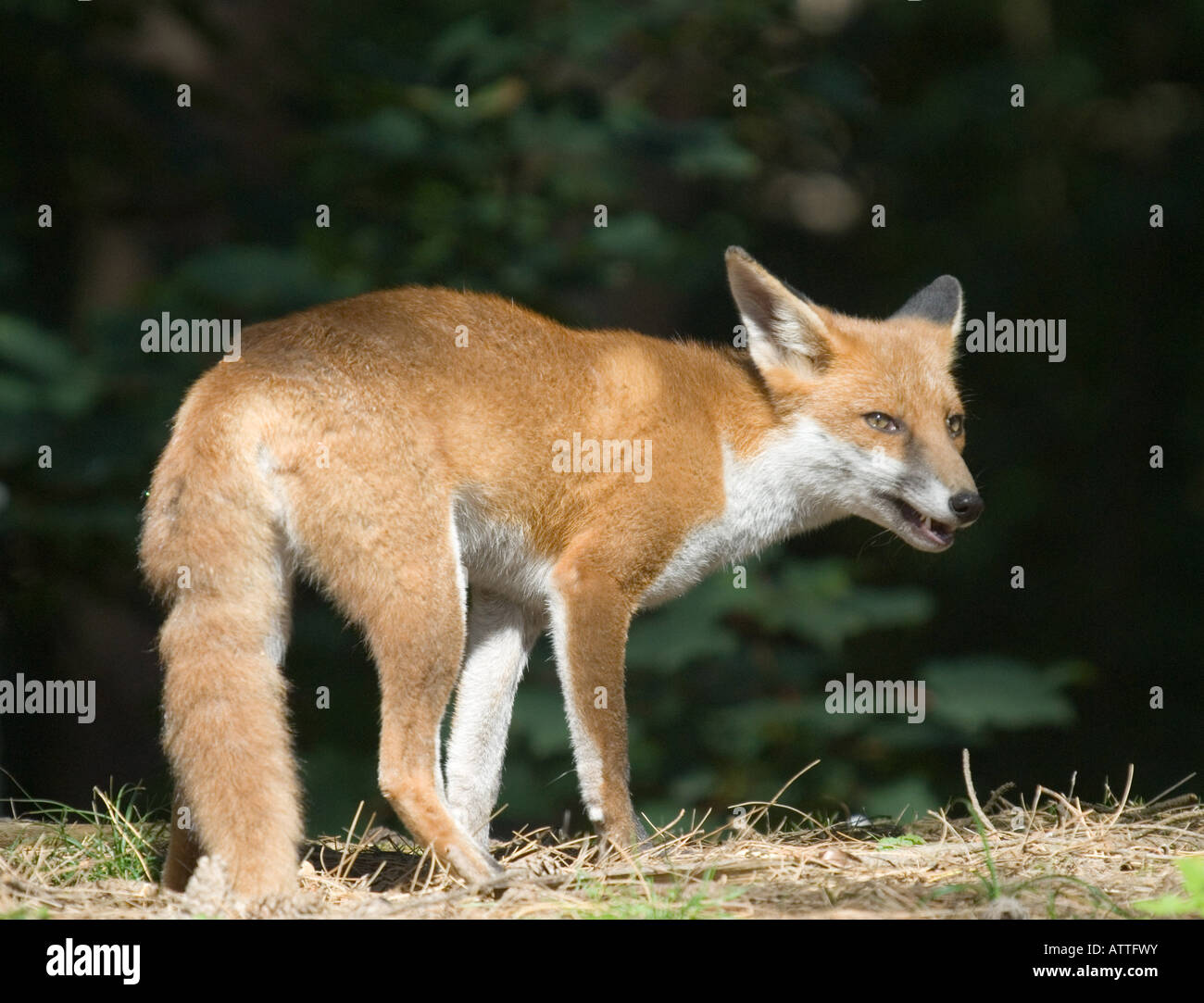 Sly fox hi-res stock photography and images - Alamy