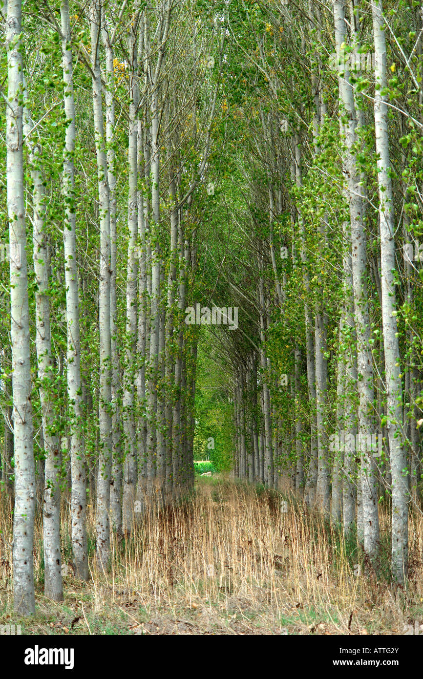 line of trees Stock Photo - Alamy