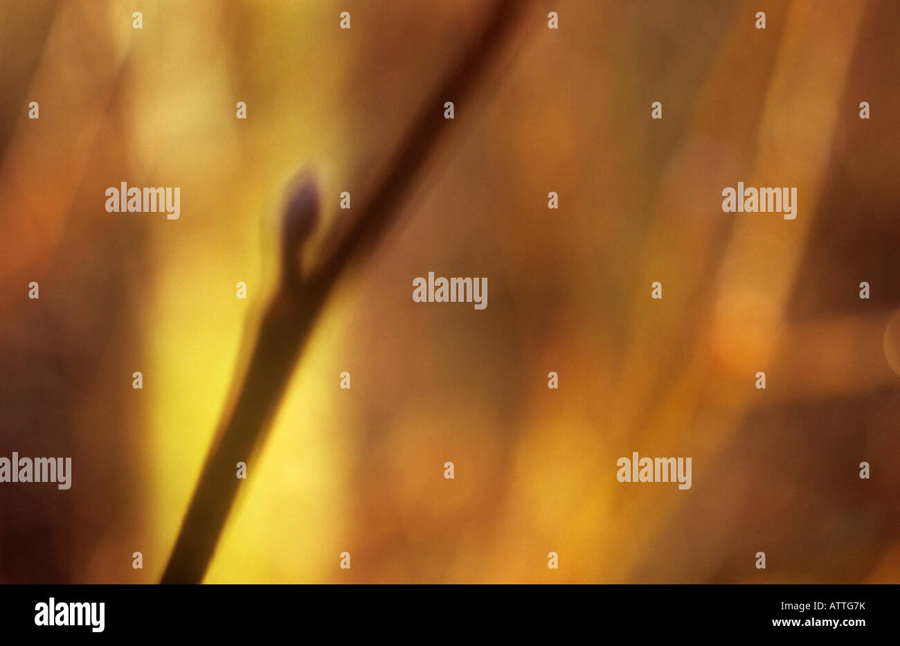 Impressionistic twig with winter purple bud of Common alder tree with ...