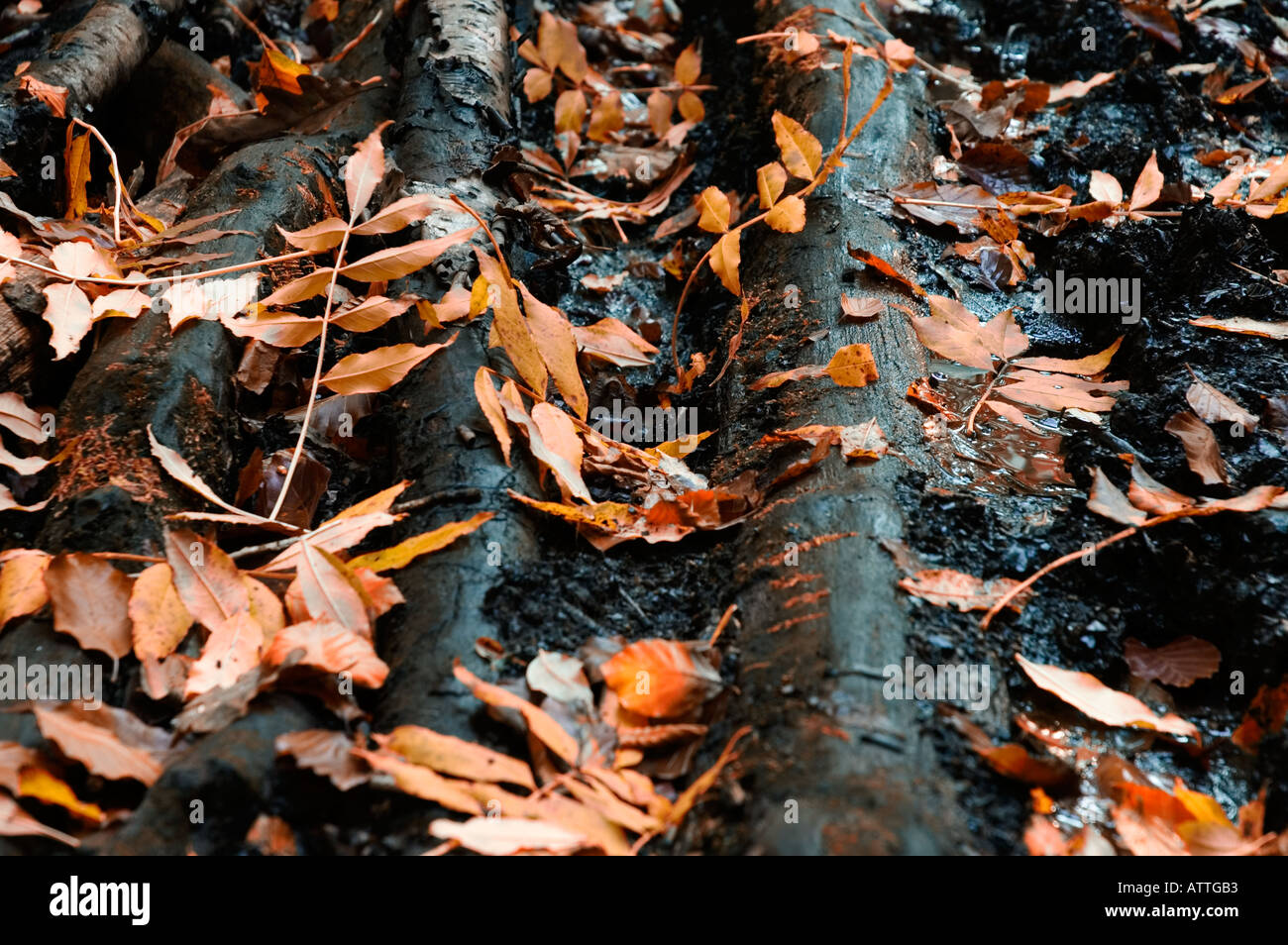 Autumn Leaves Against Wet Tree Roots Stock Photo - Alamy