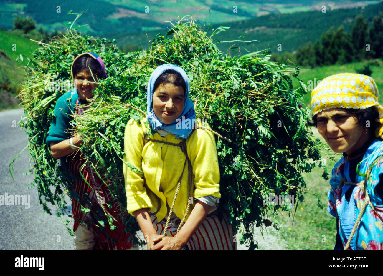 Morocco Rif Mountains Women Carrying Grasses Stock Photo - Alamy
