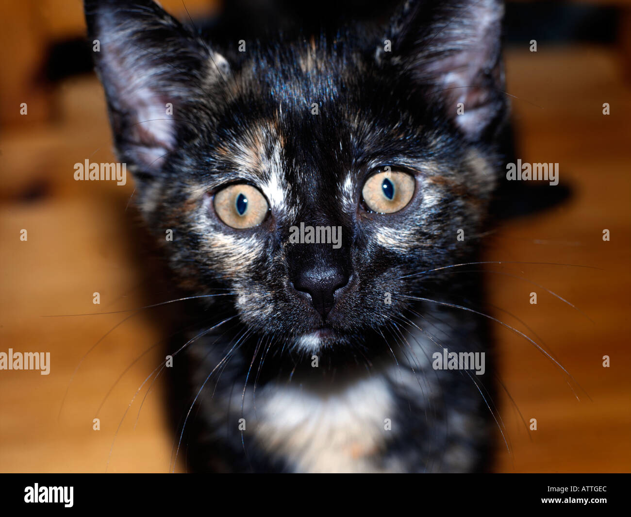 Eight week old tortoiseshell kitten hi-res stock photography and images ...