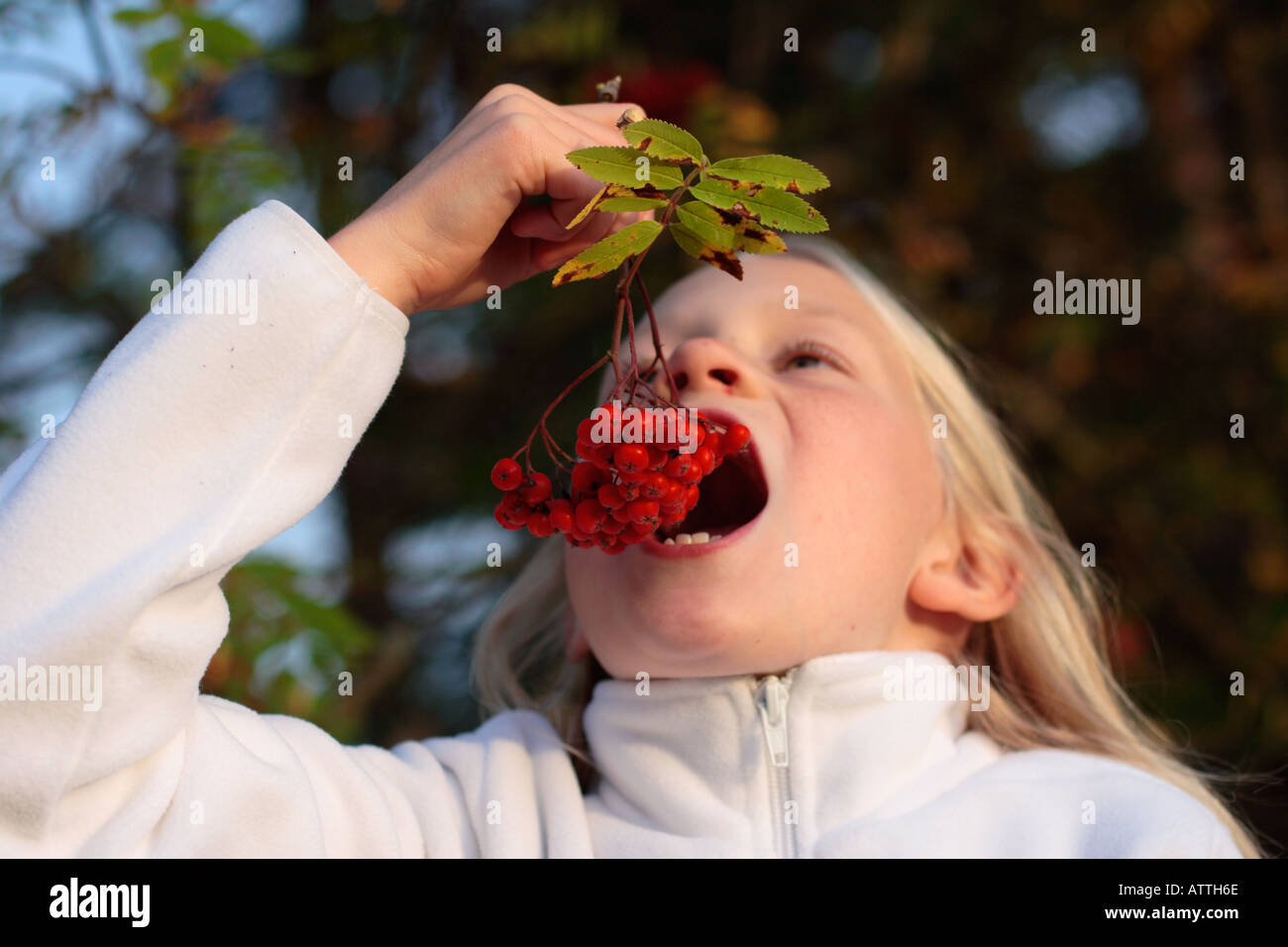Girl eating rowanberries Stock Photo - Alamy