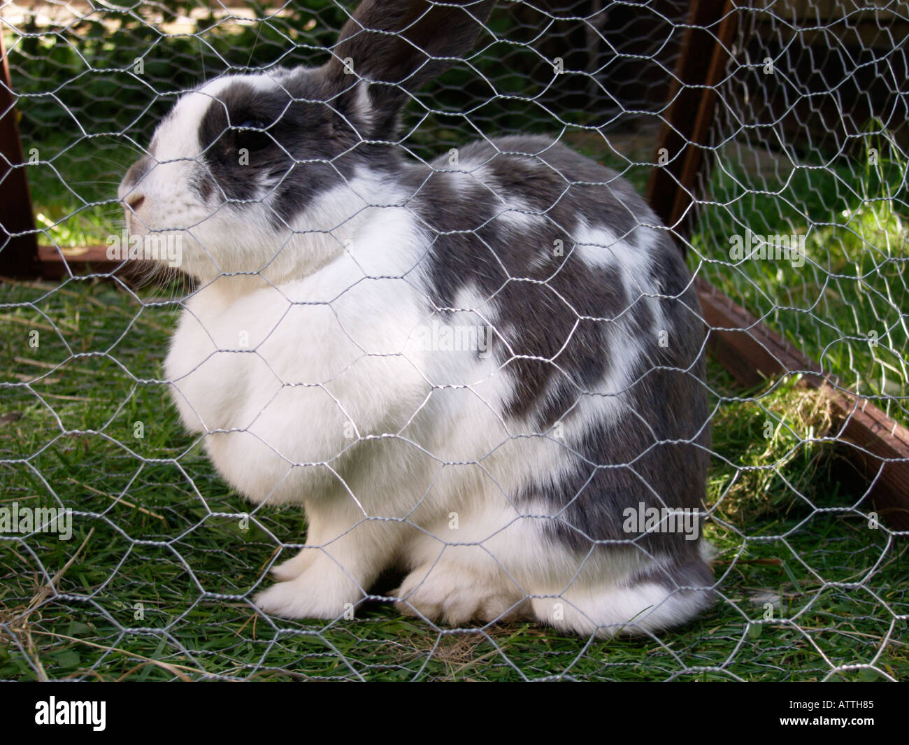 Rabbit in cage hi-res stock photography and images - Alamy