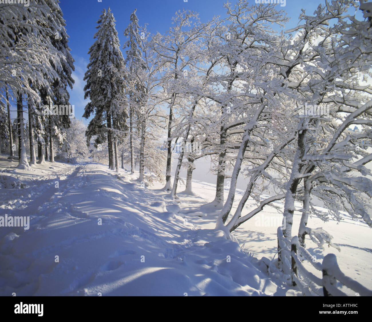 Early morning snow in forest in the Oberberg district of Nordrhein ...