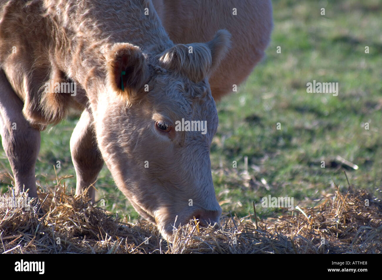 M cattle hi-res stock photography and images - Alamy