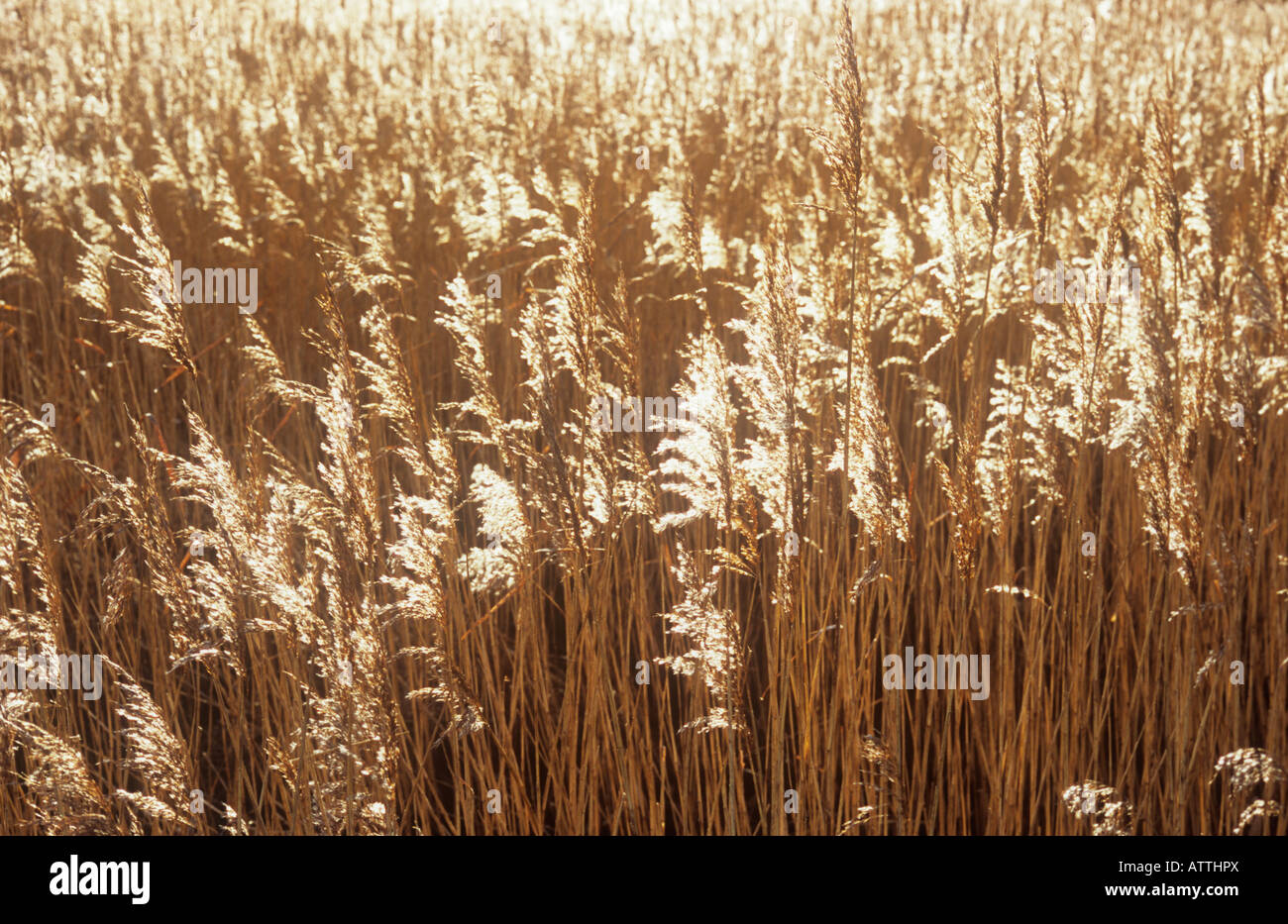 Winter Norfolk Broads scene of masses of Common reeds with golden brown ...