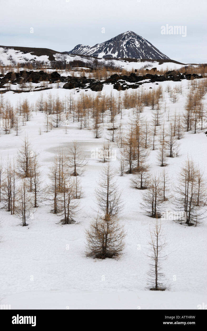 trees in snow near Reykjahlið Mývatn Iceland Stock Photo - Alamy